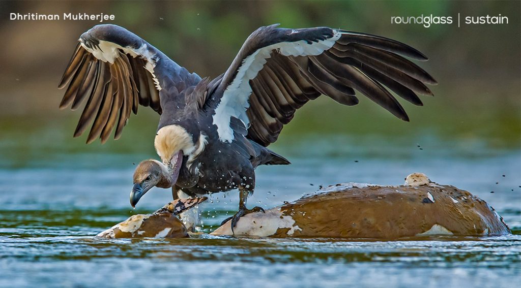 The Good Death Eaters: How Scavengers Keep the Ecosystem Clean | Ethico ...